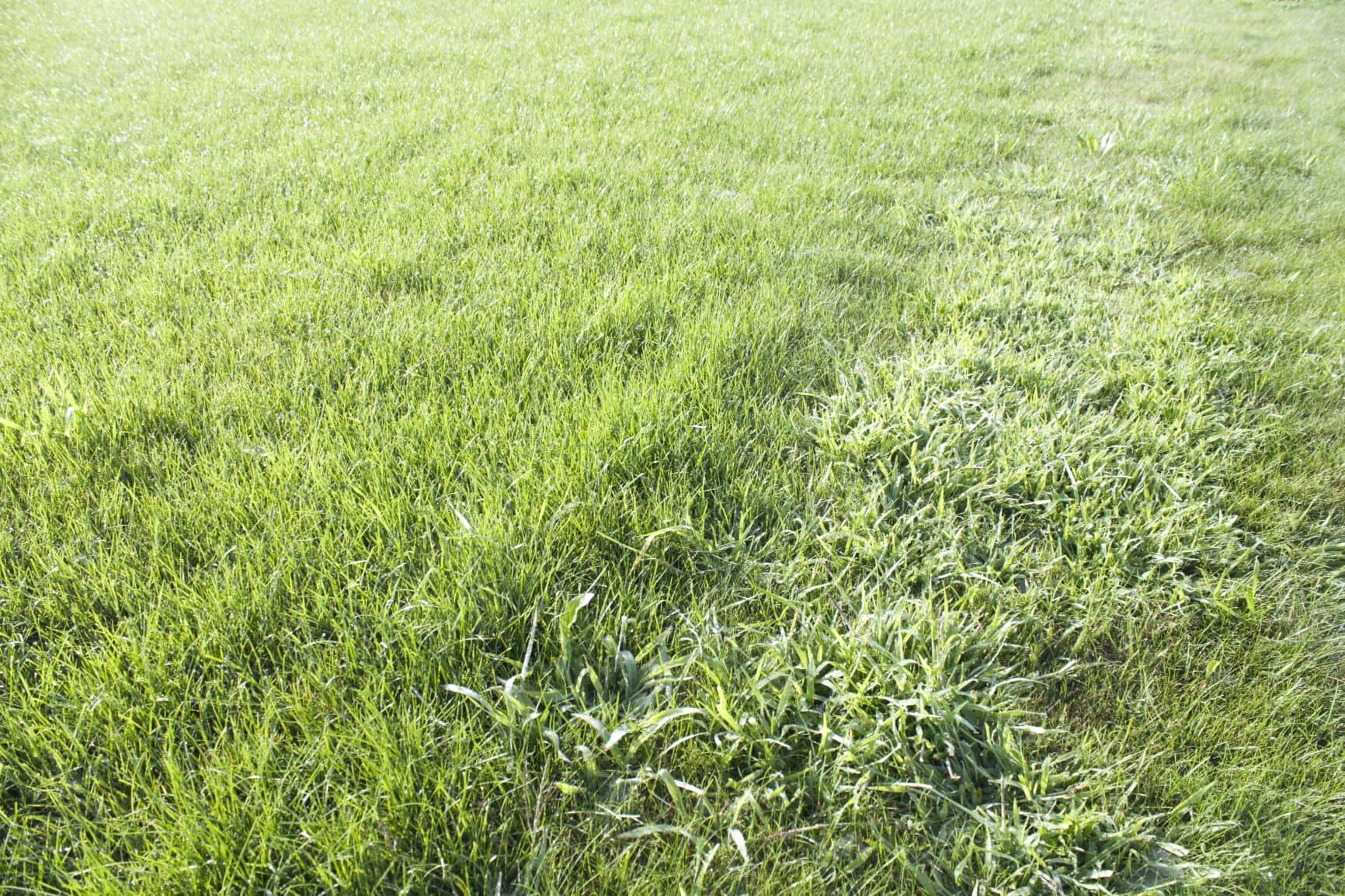 Hirse vorbeugen - Hauert Rasenblog