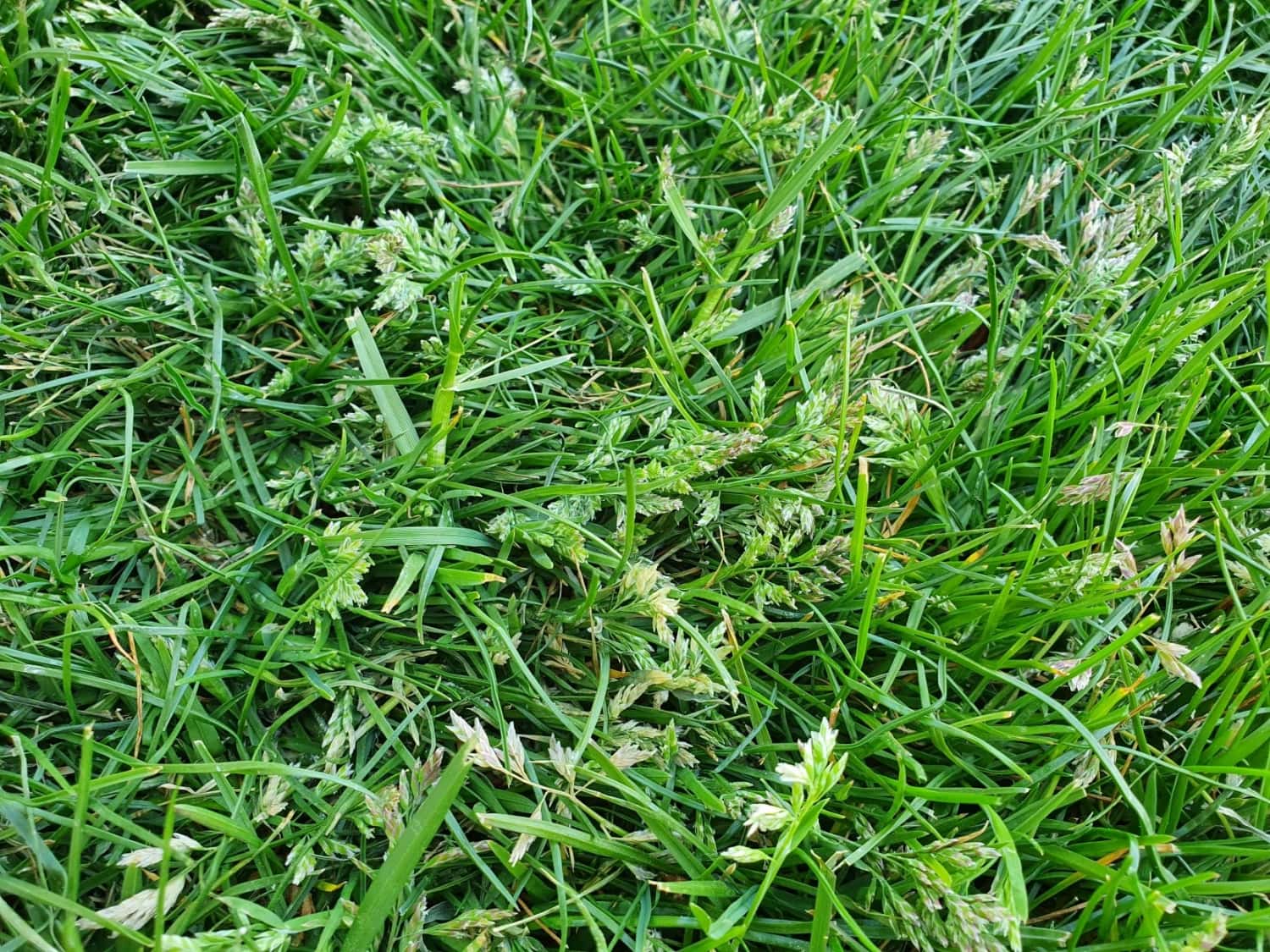 Die ersten Rasen-Unkräuter und Ungräser im Frühling - Hauert Rasenblog