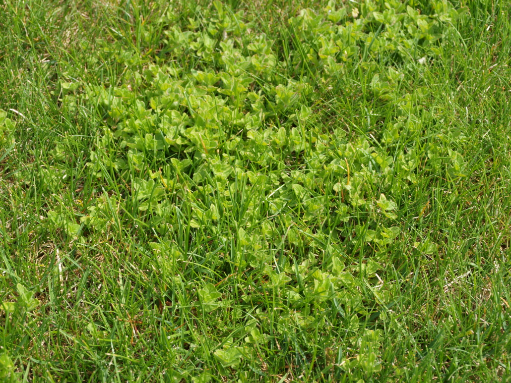 Unkrautkunde Ehrenpreis - Hauert Rasenblog