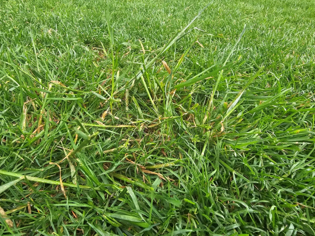 Gemeine Rispe im Rasen - was nun? - Hauert Rasenblog