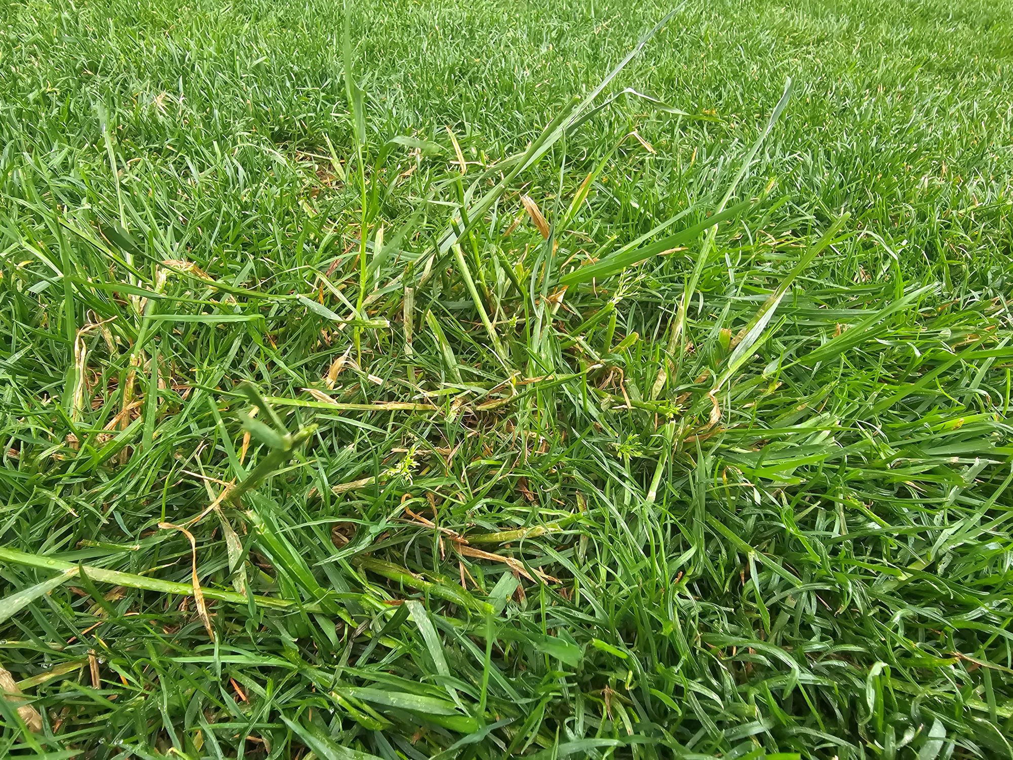 Gemeine Rispe im Rasen - was nun? - Hauert Rasenblog